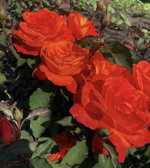 Флорібунда - Супер-Трупер - kutarose.com