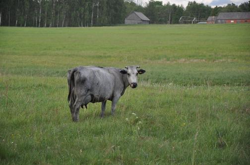 The Blue Cows of Kurzeme: A Rare Breed