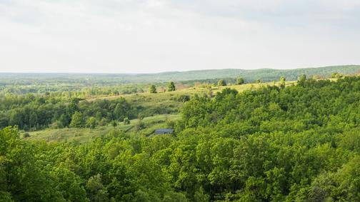 Будиночки Forest view